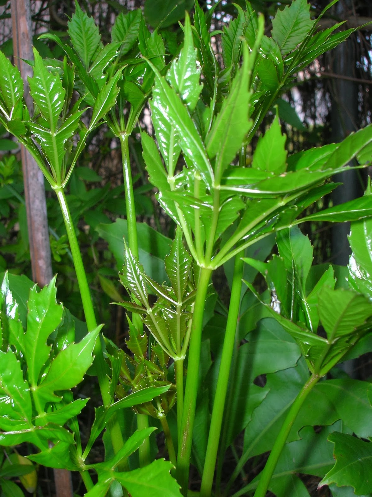 Recregarden: CUSSONIA SPICATA