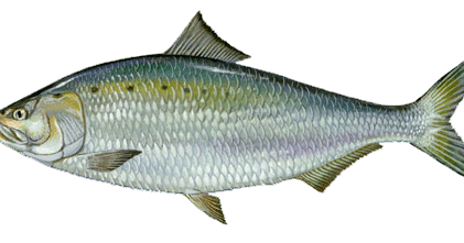 The Fish Biologists: Shad fishing and our American cultural legacy