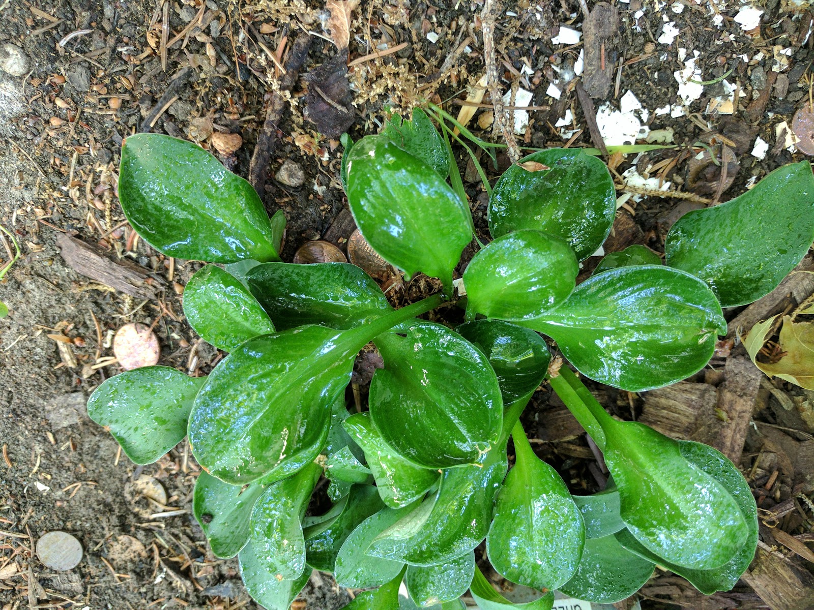 WildDakotaWoman TM: Hosta Meditation
