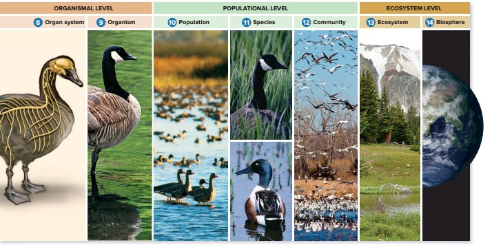 Hierarchical Organization of Living Systems - Biology