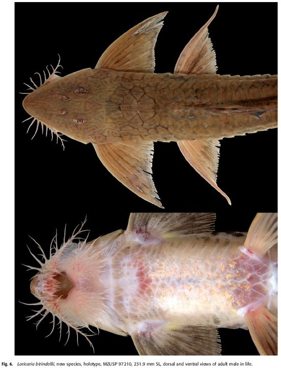 Species New to Science: [Ichthyology • 2010] Loricaria birindellii • A ...
