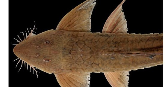 Species New to Science: [Ichthyology • 2010] Loricaria birindellii • A ...