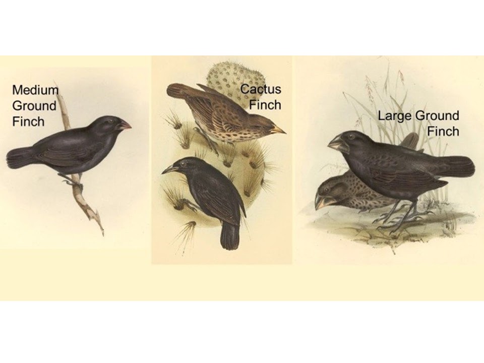 Biology: CHANGE OVER TIME