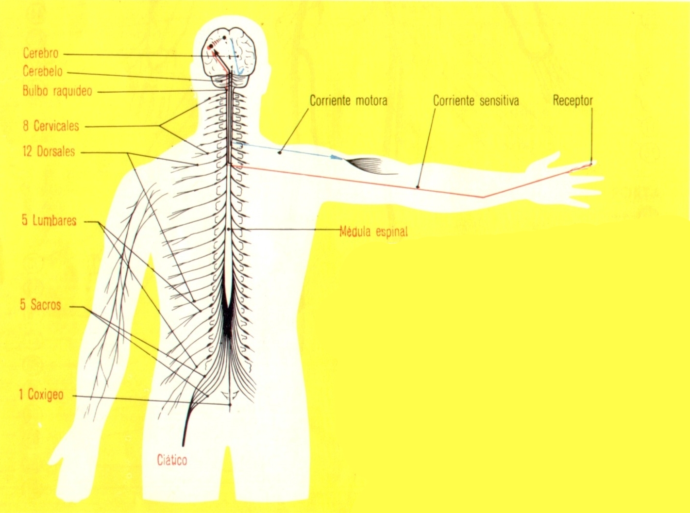 Educación Física en la Red: Sistemas nervioso: imagen