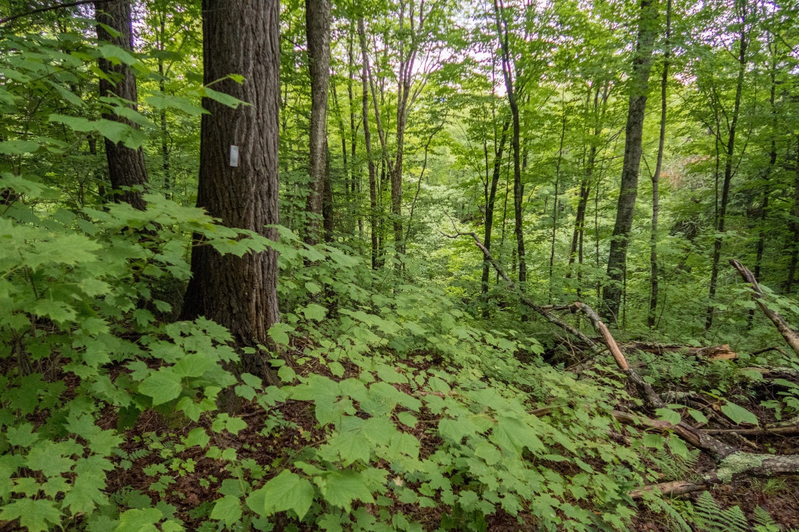 Eric's Hikes: Voyageur Trail: Harmony and Stokely Trails