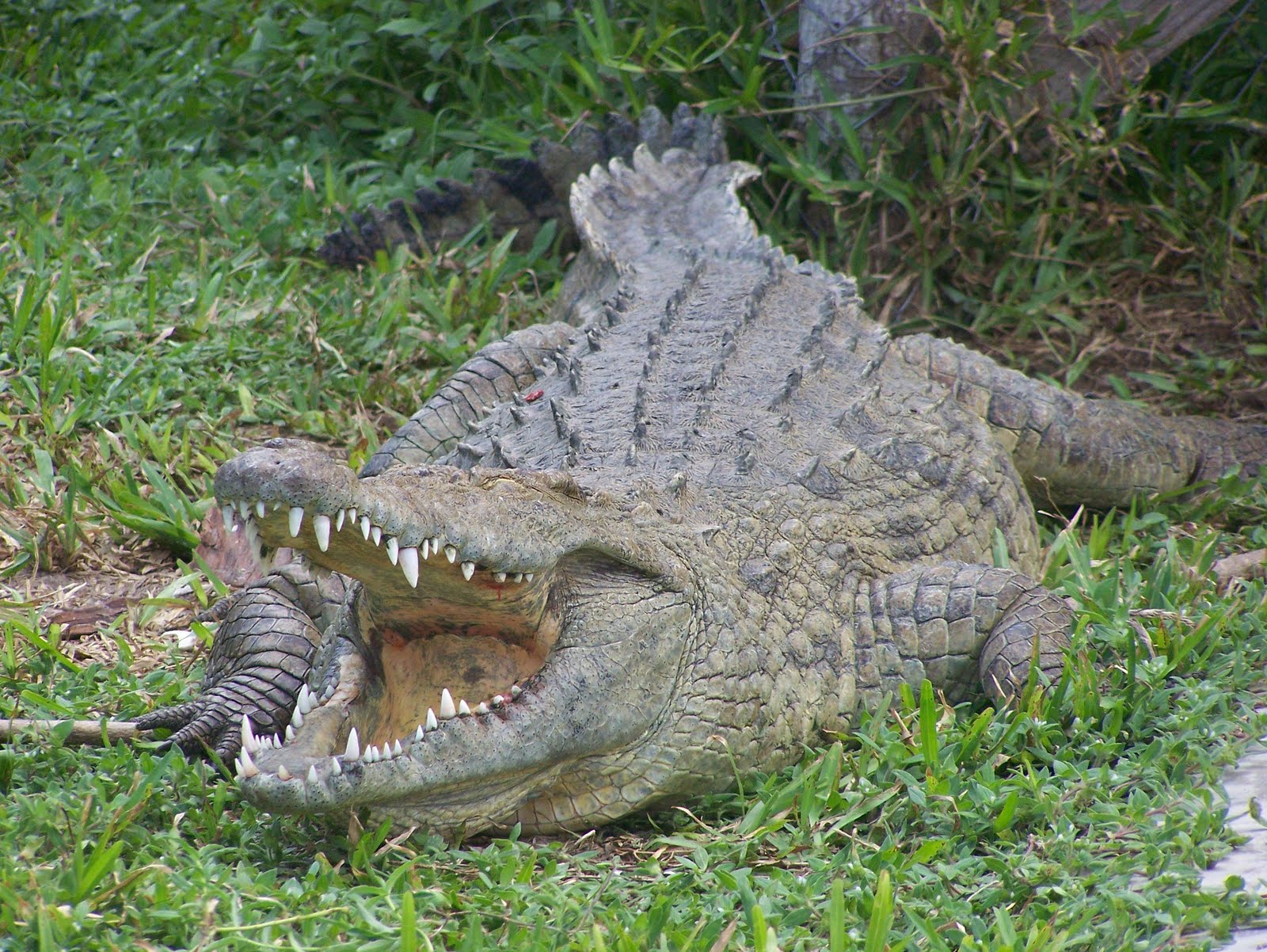 T-E-M-B-E-A Tanzania: Dar Es Salaam Zoo