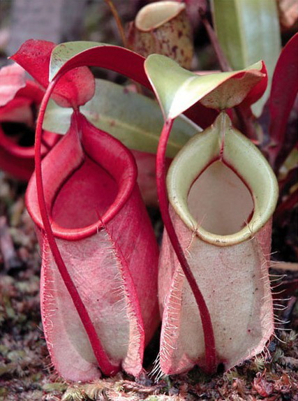 Dwi FiTRi RaHayU: Budidaya Tanaman Kantong Semar