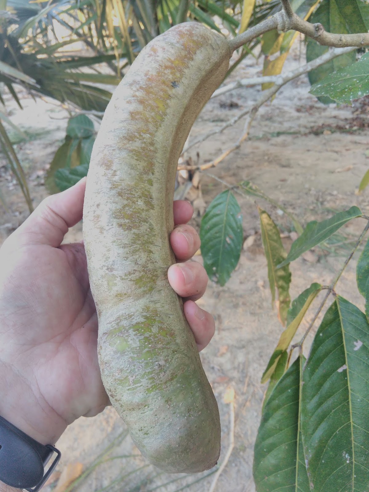 Novidades da Plantamundo