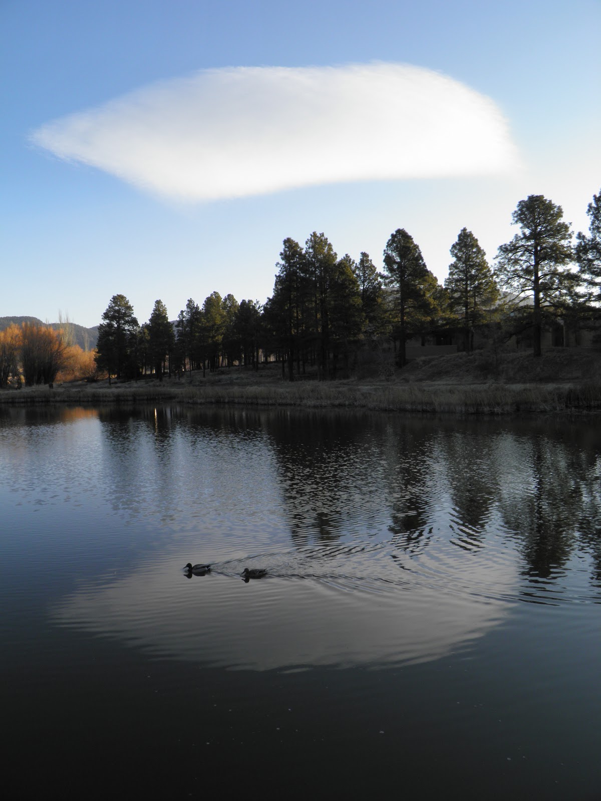 walking flagstaff: spring arriving