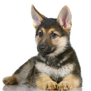 Miniature German Shepherds | Dog German Shepherds
