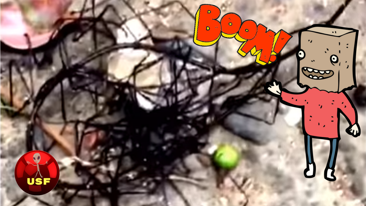 The Most Disgusting Insect You'll Ever See