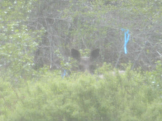 Mountain Man George Reviews: Mica Gate Moose Galore