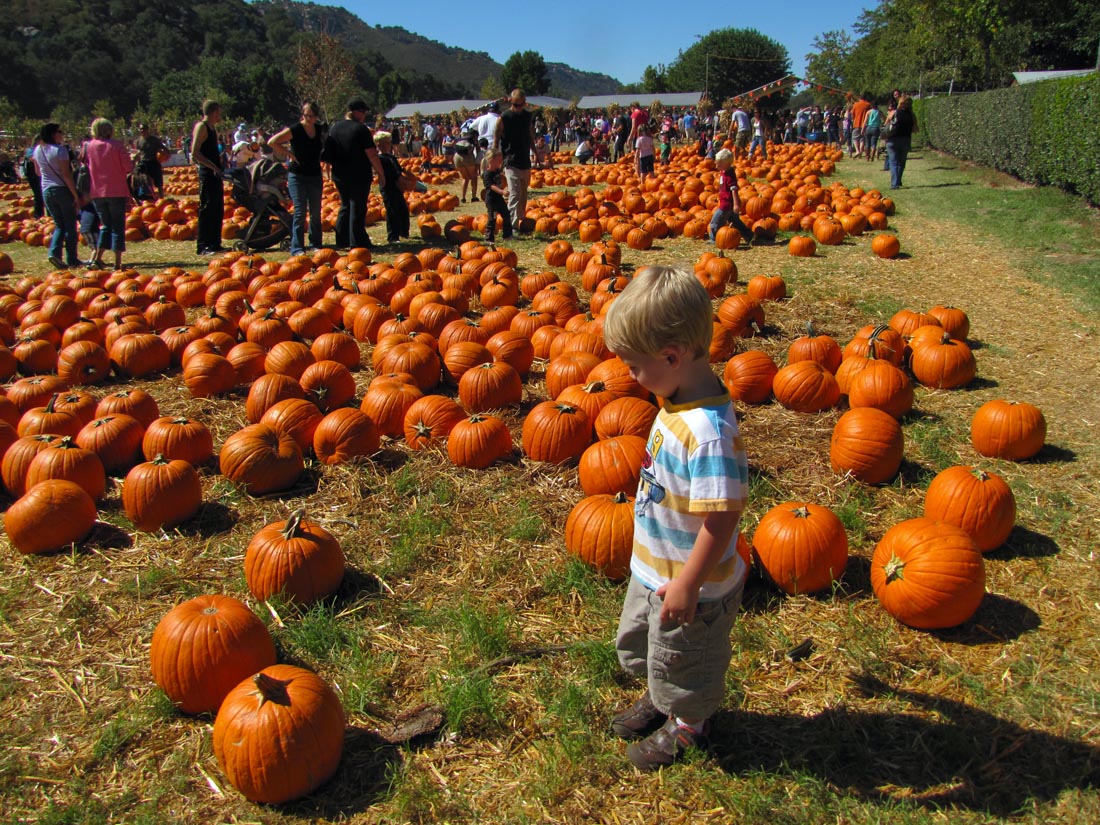 The Bell Curve of Life: Bates Nut Farm