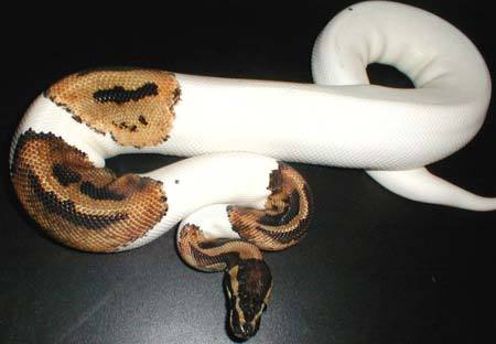 Dangerous of Wild Animals: Cross Breed Indian Cobra Snake - Dangerous ...