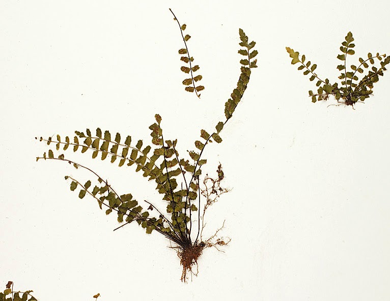 Flora de Puerto Rico Ilustrada Papo Vives: FERN- ASPLENIACEAE-ASPLENIUM ...