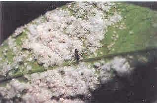 Ασθένειες & Εχθροί των Εσπεριδοειδών : Αλευρώδης εσπεριδοειδών ...