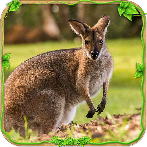 Glufun Games: Furious Kangaroo Simulator