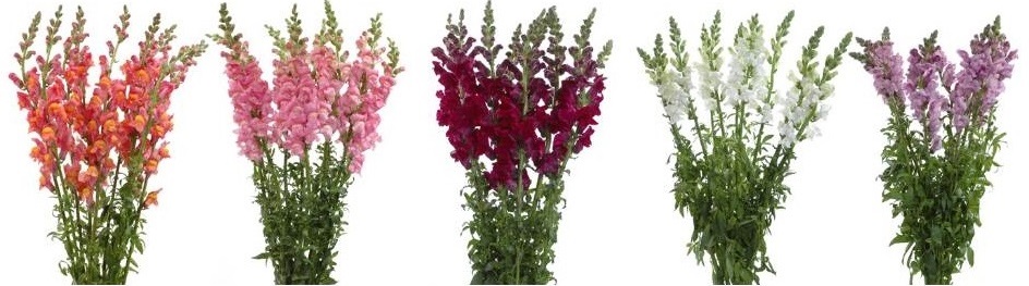 Snapdragon Spree - Cultivation Of Crops