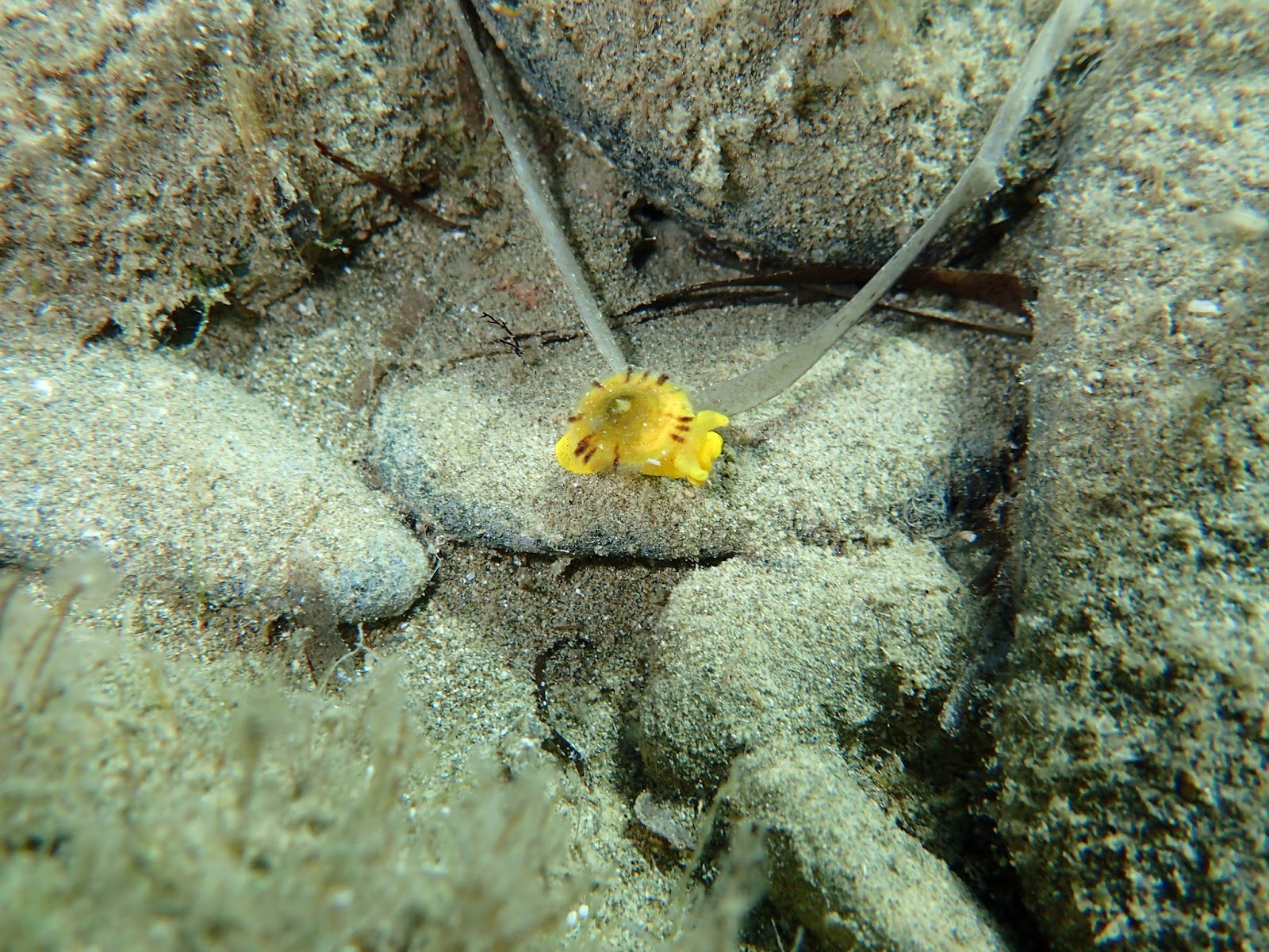 Biodiversity of Cyprus by NGO Protection of the Natural Heritage and ...