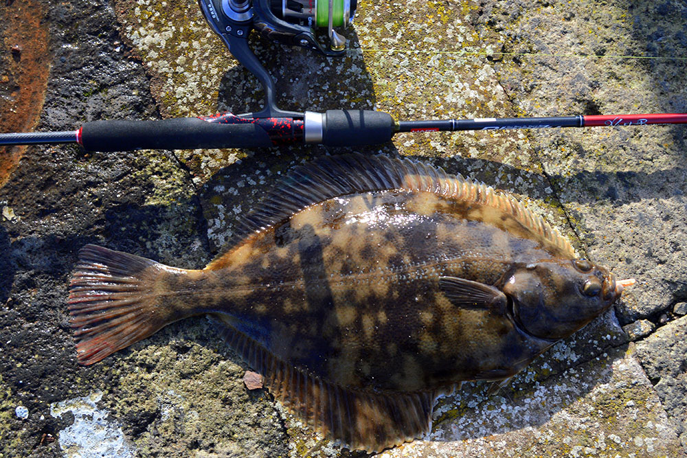 LRF Fishing Tips and Tackle