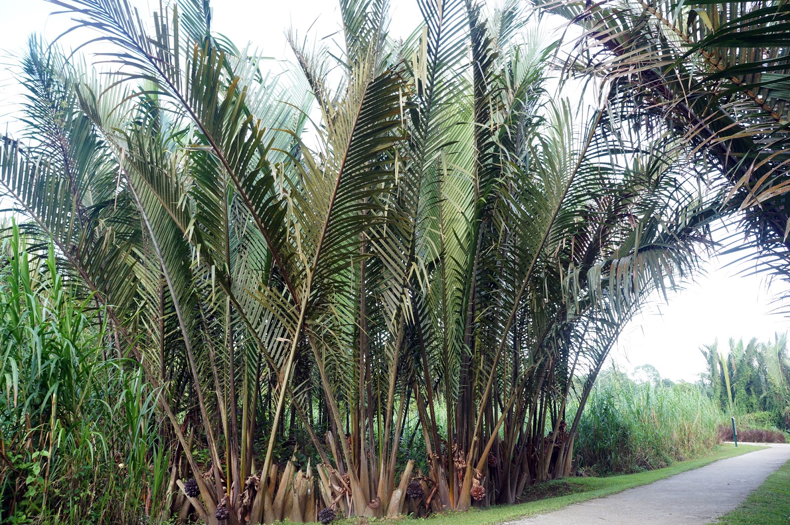 Riverine Parks: Nypa fruticans