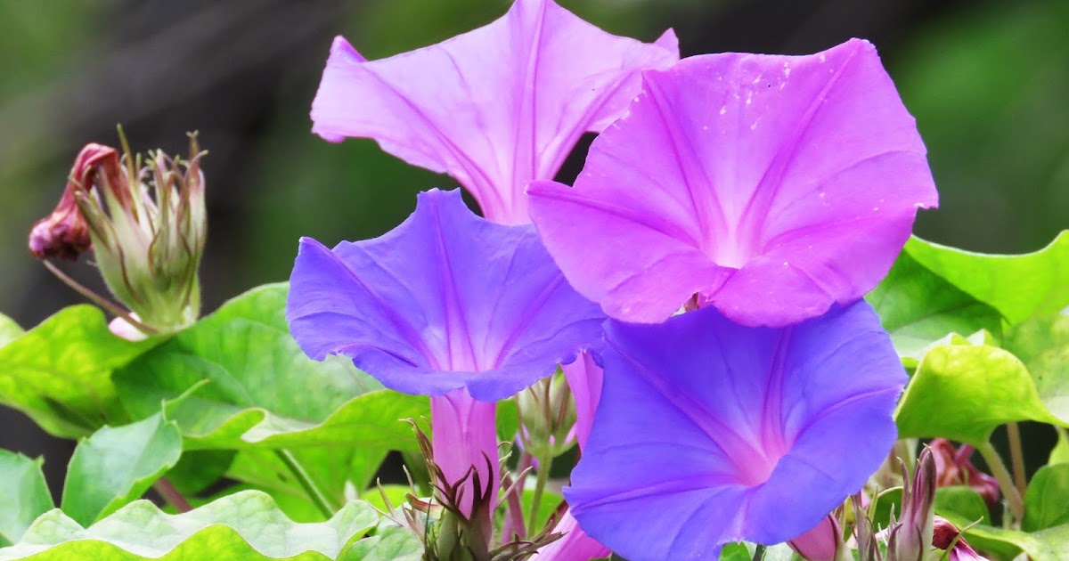 Uma flor por dia: Ipomea