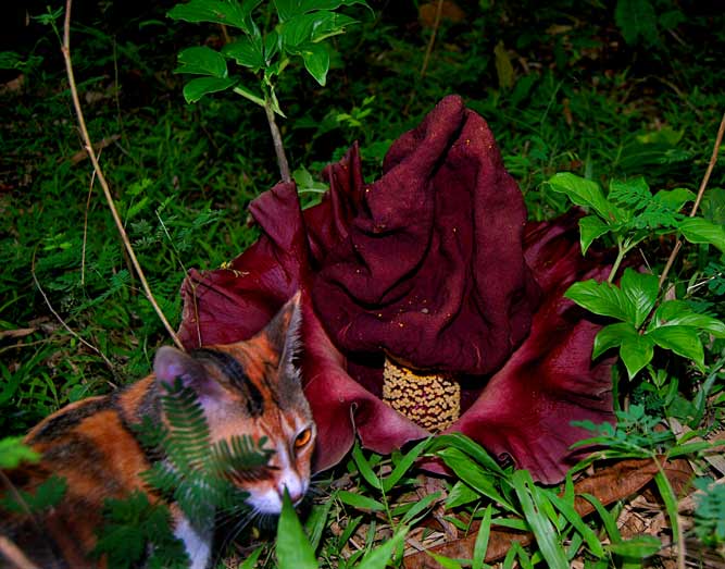 Elephant Yam or Pongapong flower