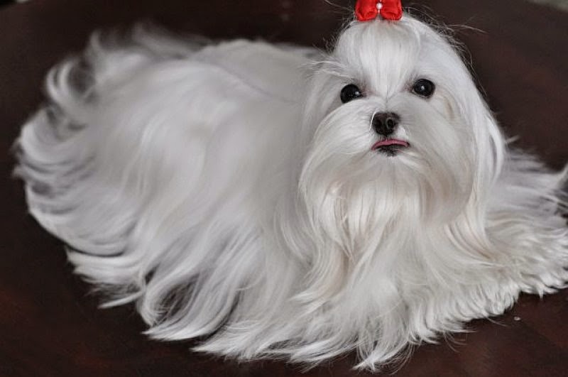 As 11 raças de cachorros mais fofos do mundo