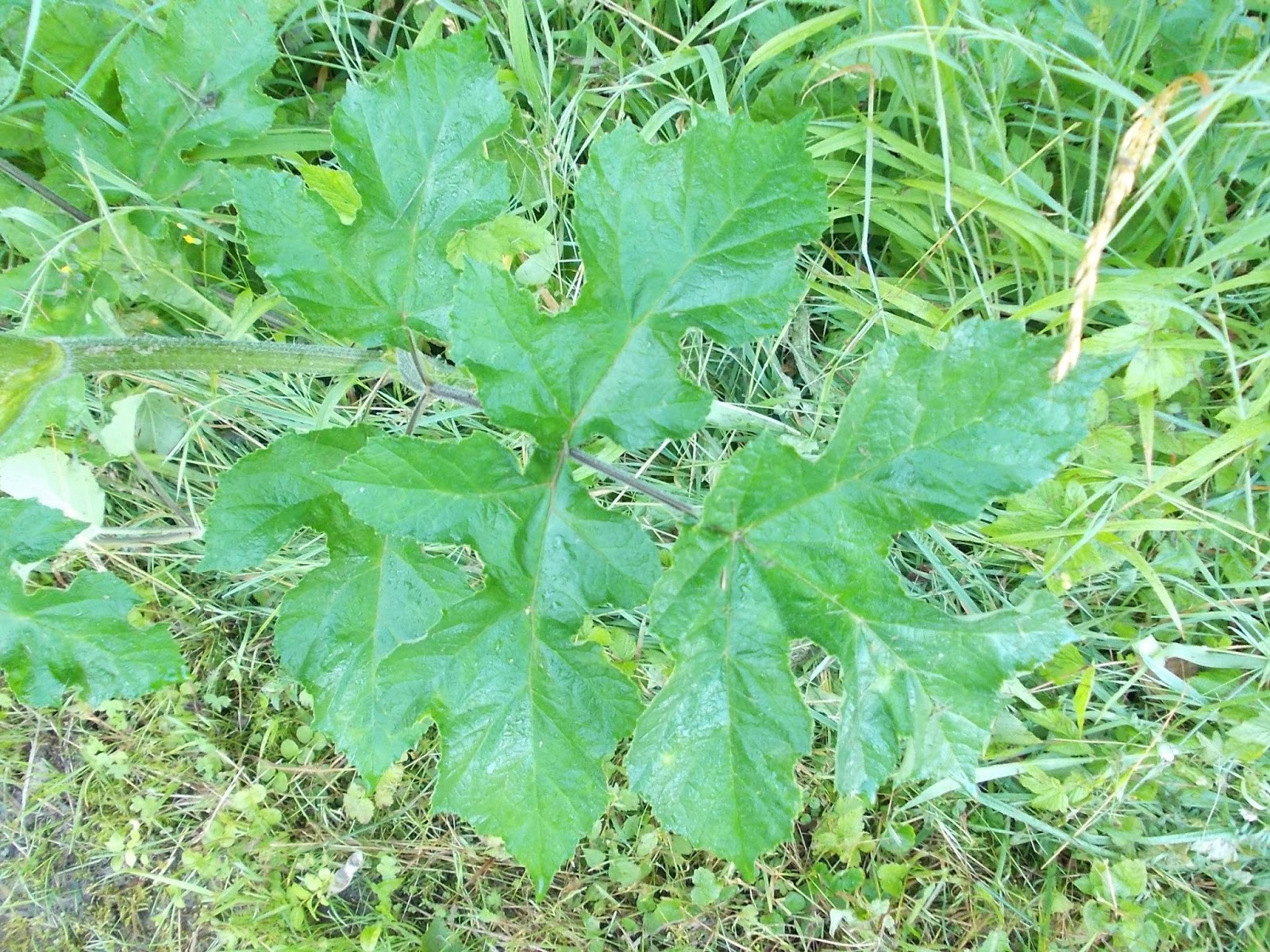 JARDINS DE SANTÉ: GRANDE BERCE