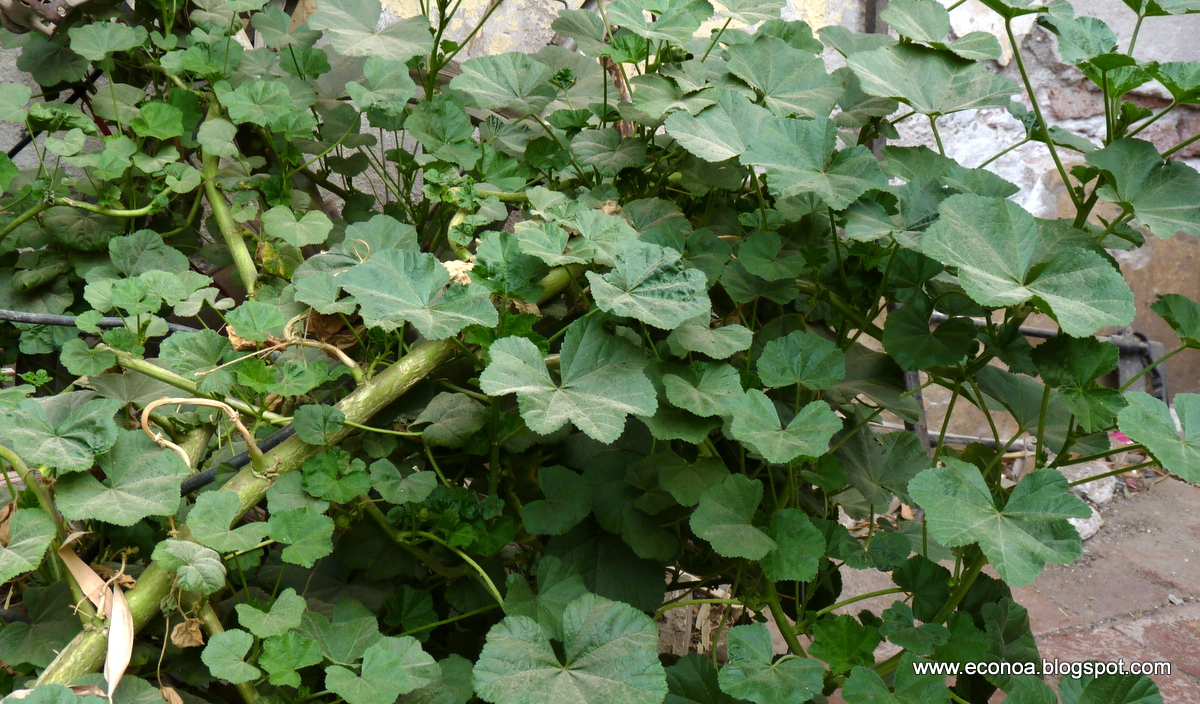 Aves del NOA y algo mas..: Propiedades medicinales de la malva silvestre