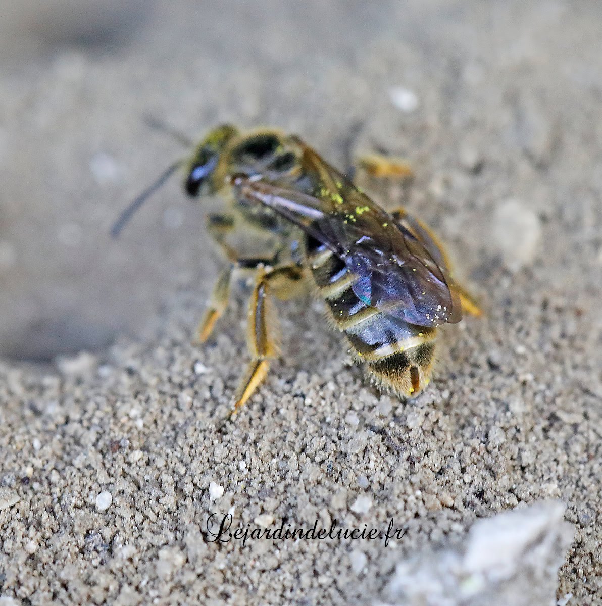 La vie d'une bourgade d'abeilles solitaires, des Halictes.