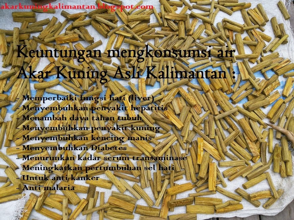 AKAR KUNING , OBAT LIVER , OBAT HEPATITIS , OBAT DIABETES: Khasiat dan ...