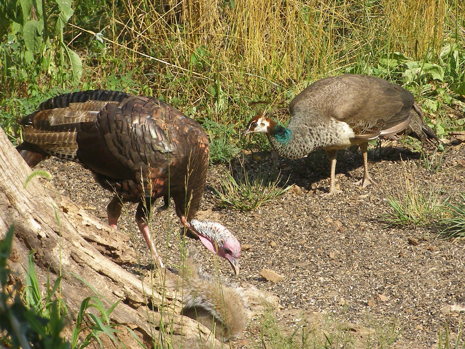 Blue Jay Barrens: Weird Turkey