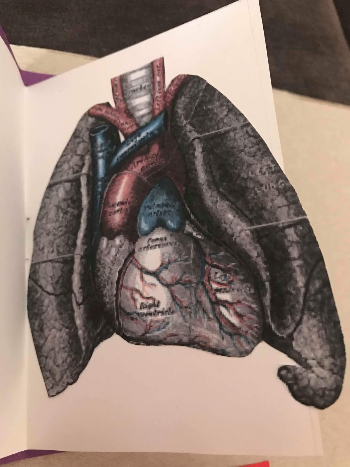 Latinski jezik za medicinske škole: Lap book