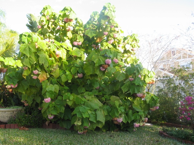 Blogging in Myrtle Glen, a central Florida gardening journal: Tropical ...