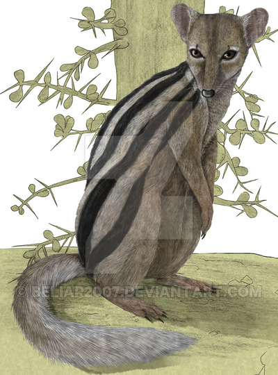 Abe's Animals: Eupleridae