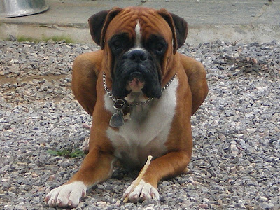 maria.fernandez.parrilla.animalista DIFUSION DE ANIMALES SIN HOGAR ...