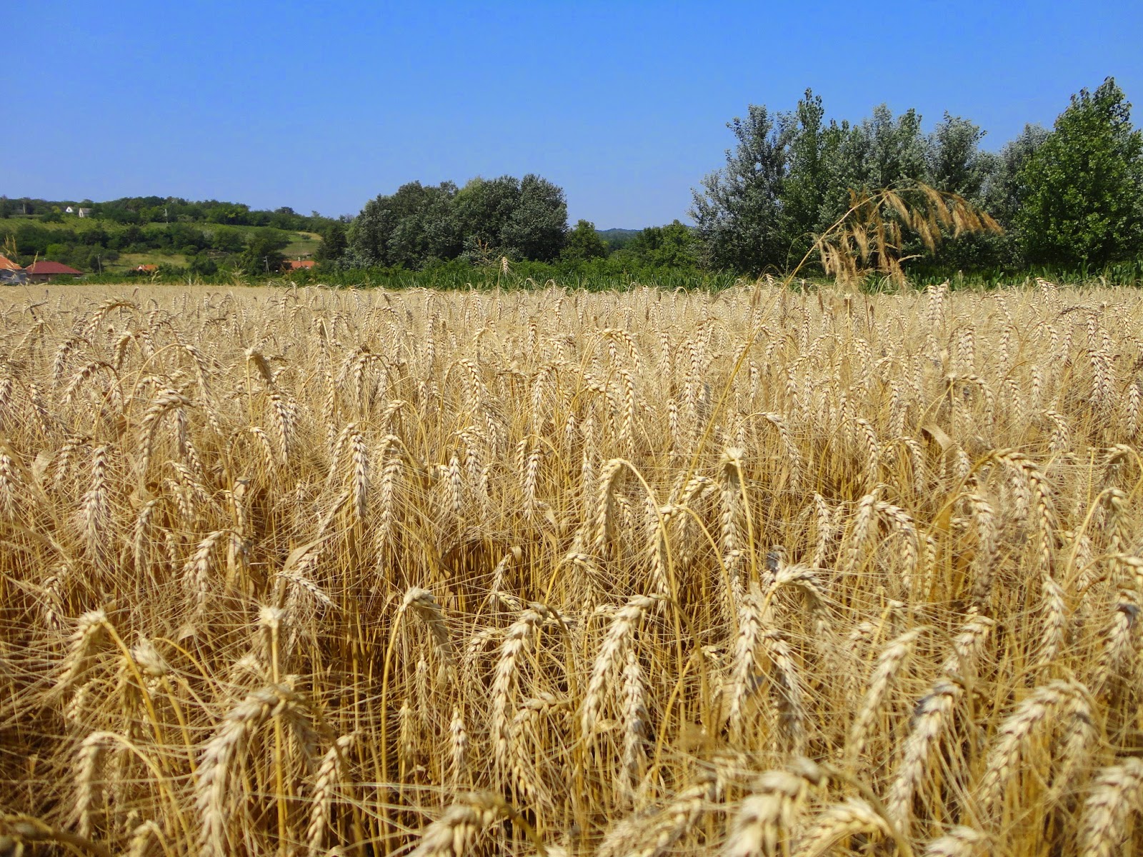 Szeretettel Magyarországról!: Búza, búza, de szép tábla búza...