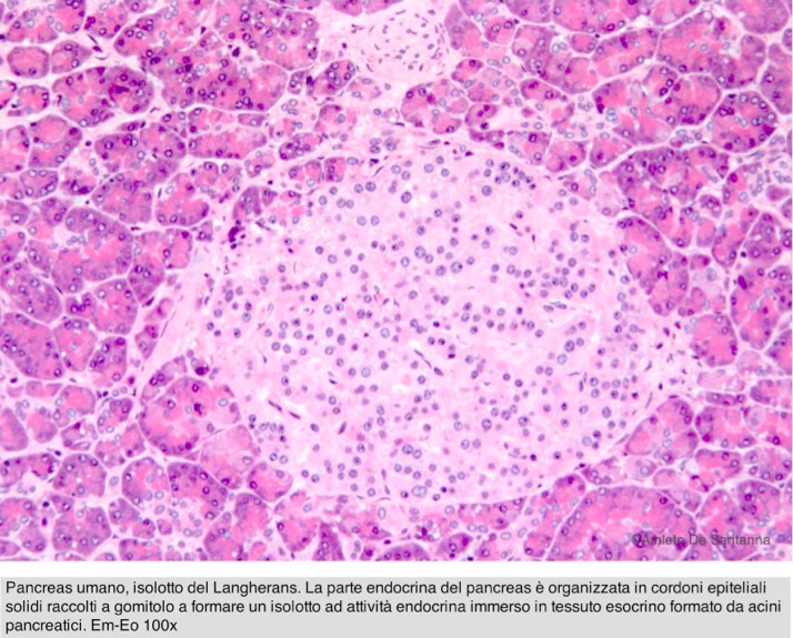 Manuali di Medicina Intensiva: Fisiologia e fisiopatologia del diabete ...