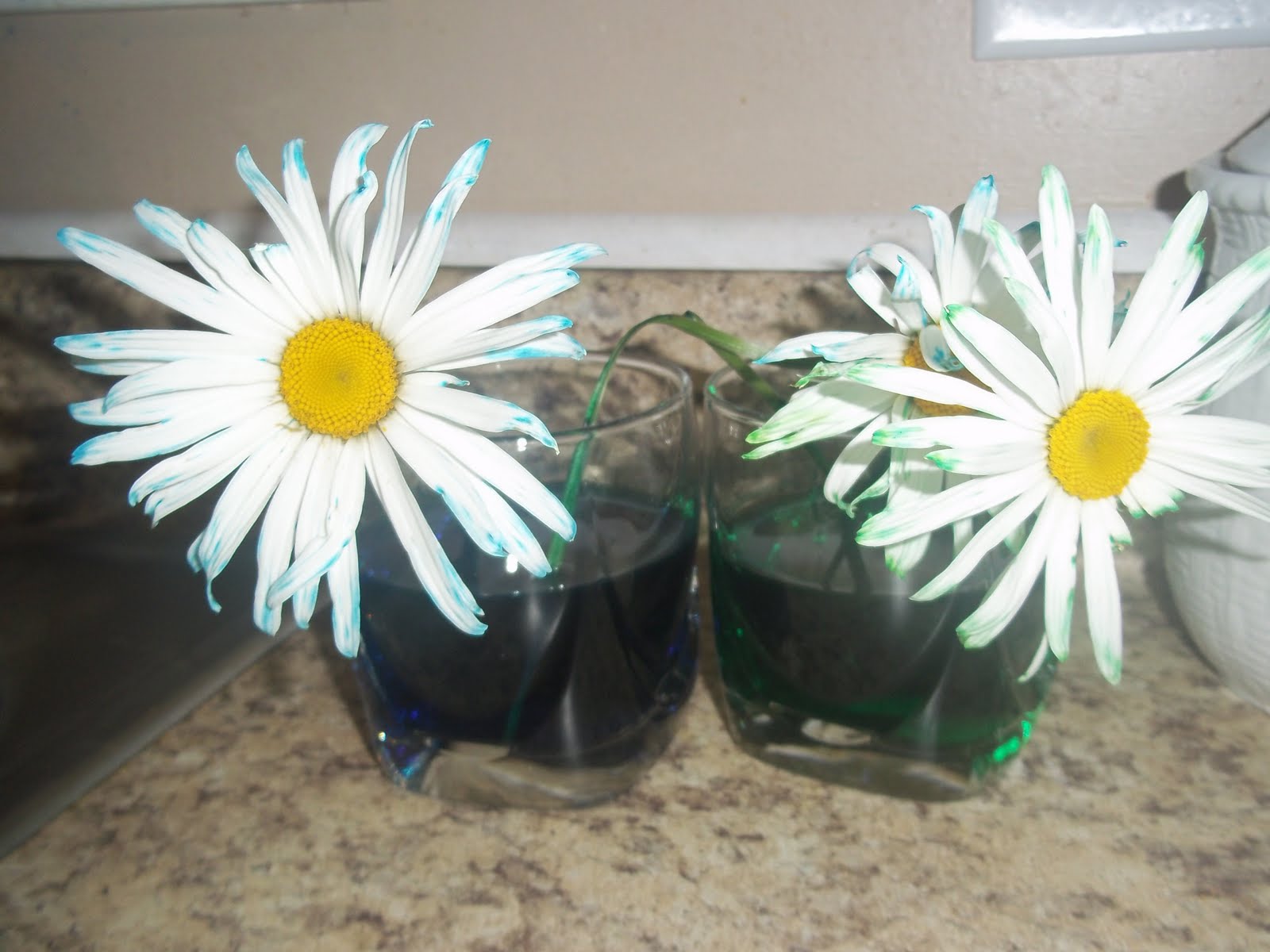 You'll Thank Me One Day: Daisy Science Experiment