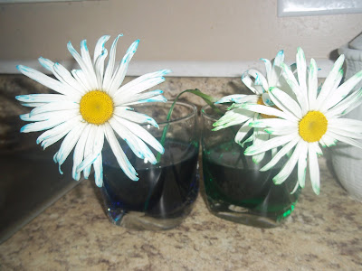 You'll Thank Me One Day: Daisy Science Experiment