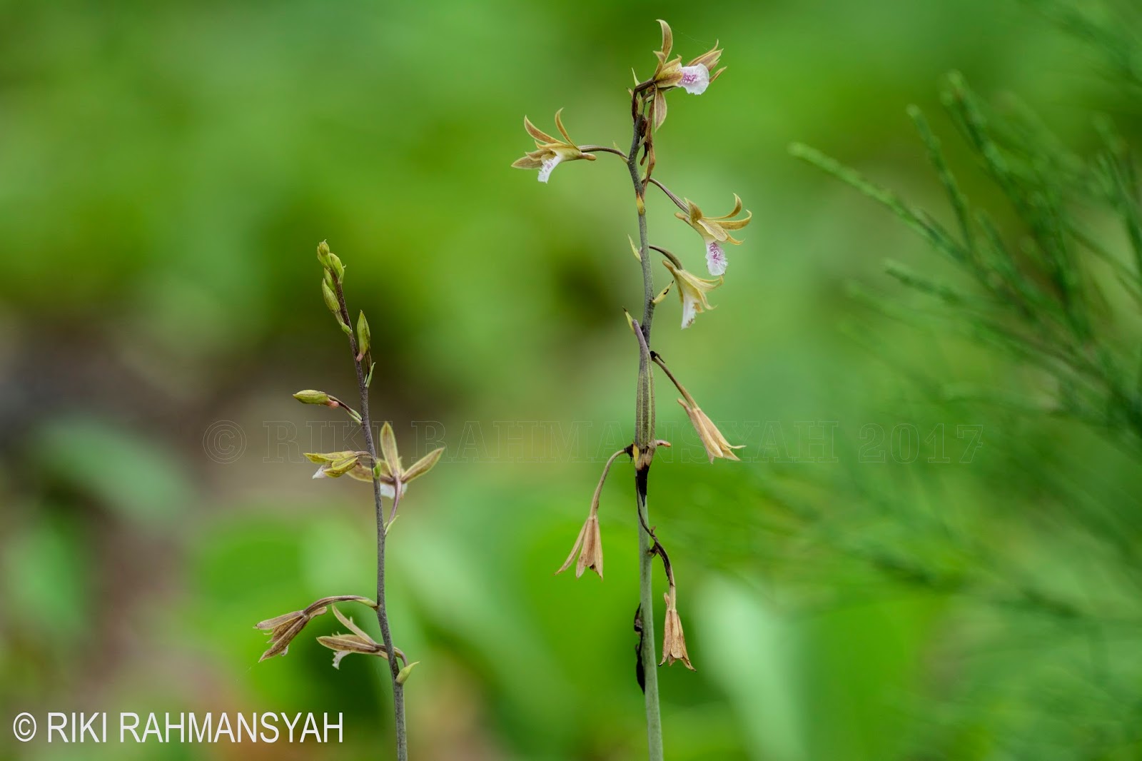 Anggrek Bawang Hantu (Eulophia graminea)