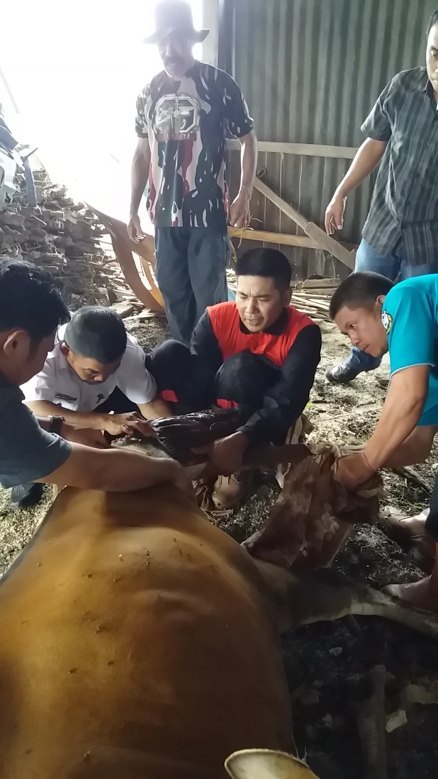 INSPIRASI DAN MOTIFASI: PROSES KELAHIRAN ANAK SAPI