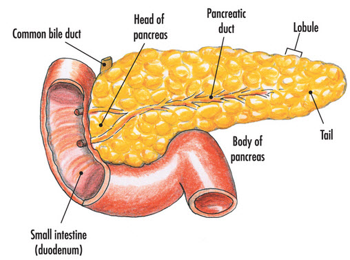 DOSHTI: How to Take Care of Your Pancreas