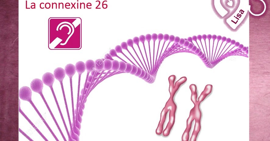 Article 13 : La Connexine 26