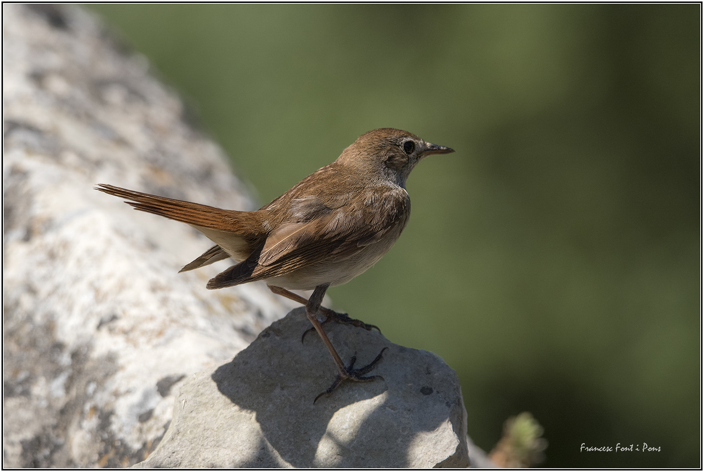 La caseta de l'òliba: Un dissabte de Sant Joan amb molts ocells ...