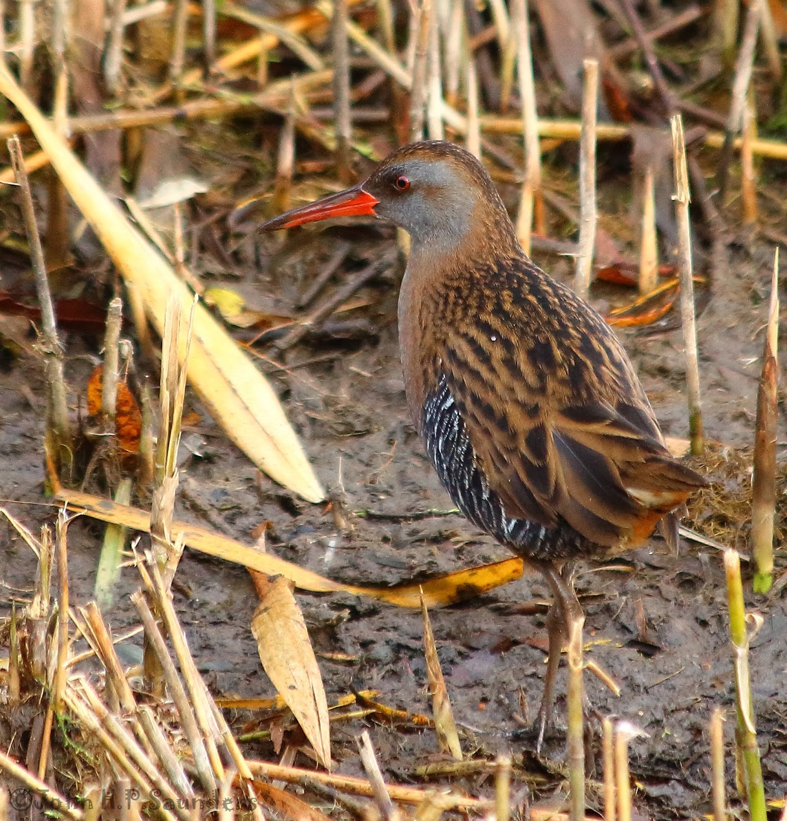 Hedgeland Tales: Water Rail