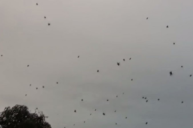 UFO mania: (Video) Brazil: It Rained Spiders......