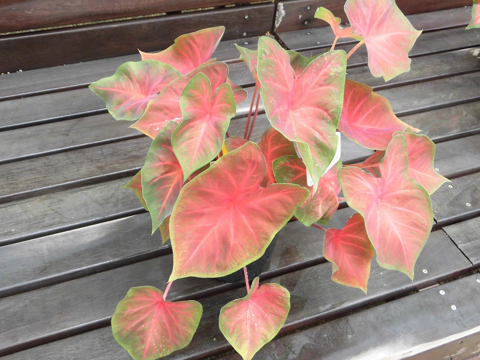 60歳で無職の優雅な日々: カラディウム・ブレイズ Caladium bicolor 'Blaze'