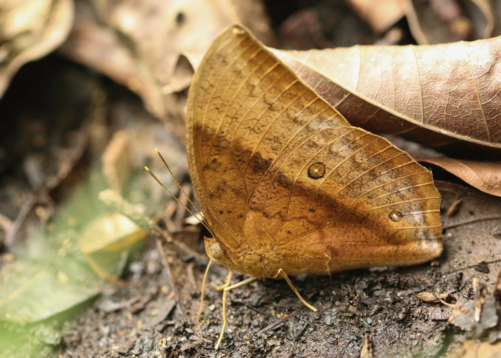 Butterflies of Vietnam: 159. Discophora sondaica (The Common Duffer)
